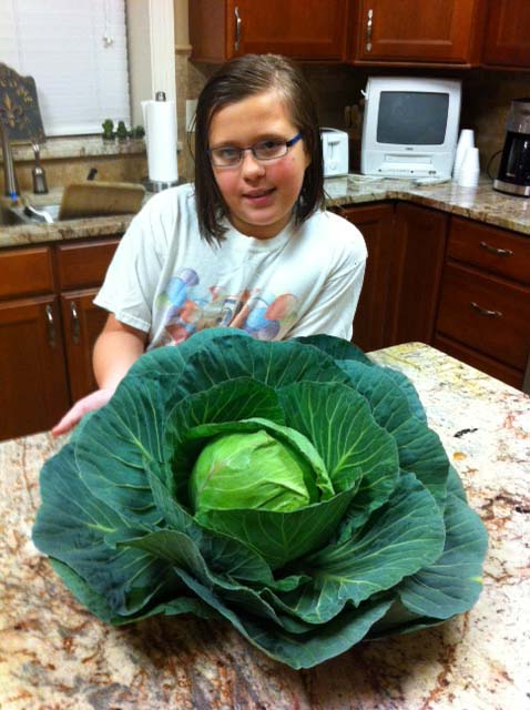 4-H cabbage contest - L'Observateur | L'Observateur