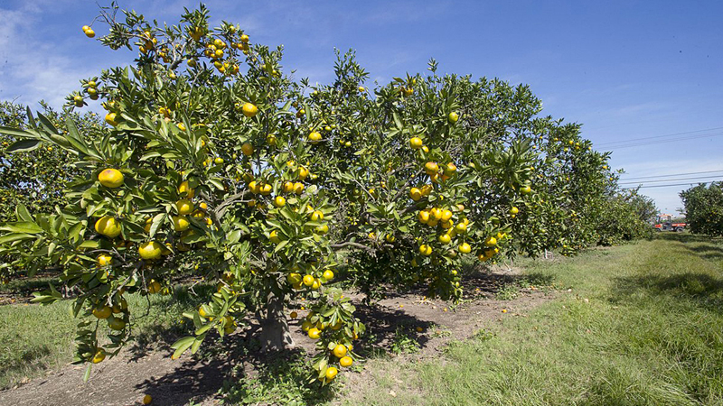 Ready, Set, Grow! – It’s the season for fruit trees; River Region known ...