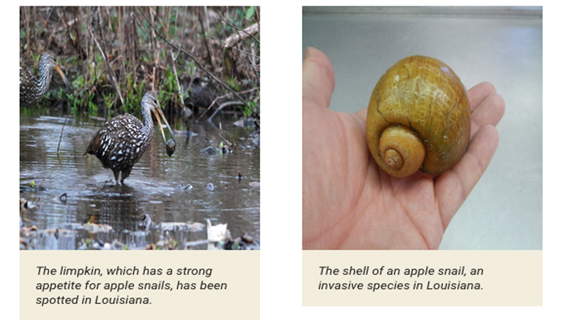 Limpkins, noted for eating apple snails, seen in Louisiana | L'Observateur
