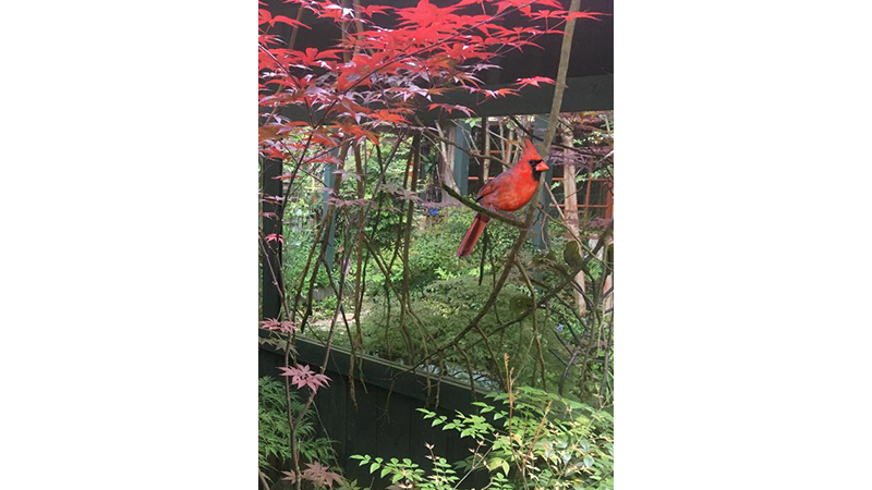 Relaxation in a garden - L'Observateur | L'Observateur