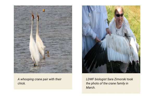 LDWF Biologist’s Whooping Crane Family Photo: Top 10 in the World | L ...