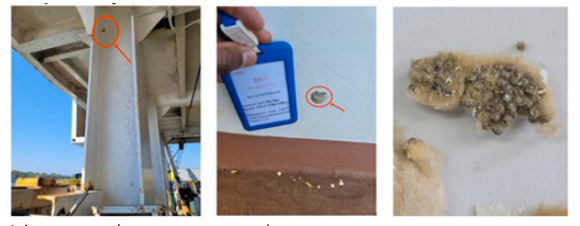 U.S. Customs and Border Protection Intercepts Asian Gypsy Moth Egg ...