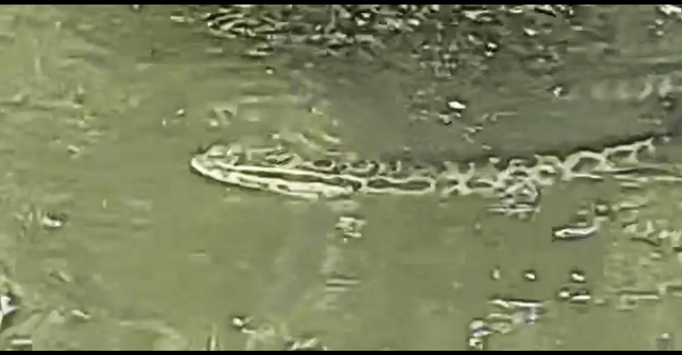 Invasive snakehead confirmed in Louisiana | L'Observateur